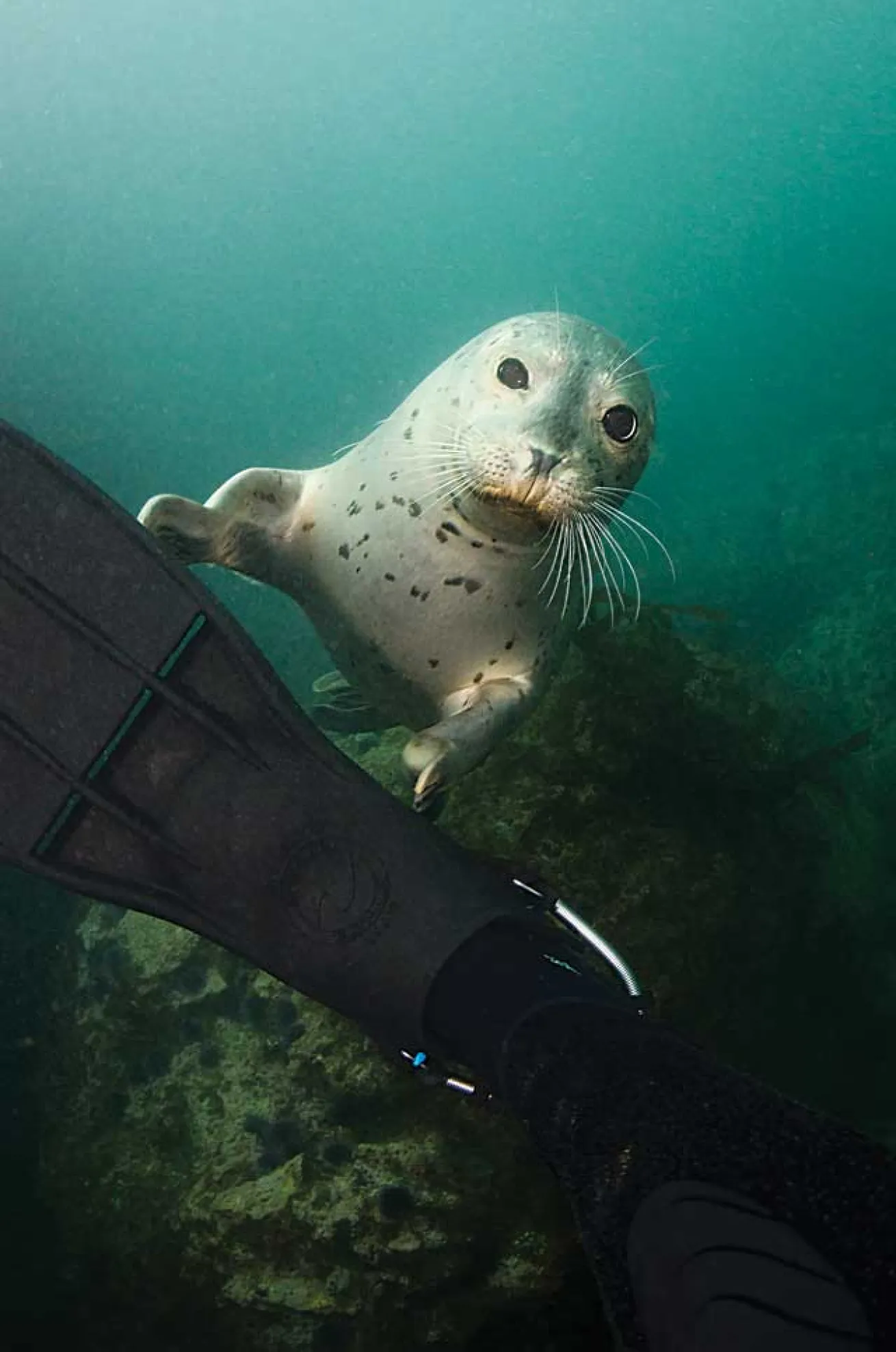 Southern California's Best Beach Dives | Scuba Diving