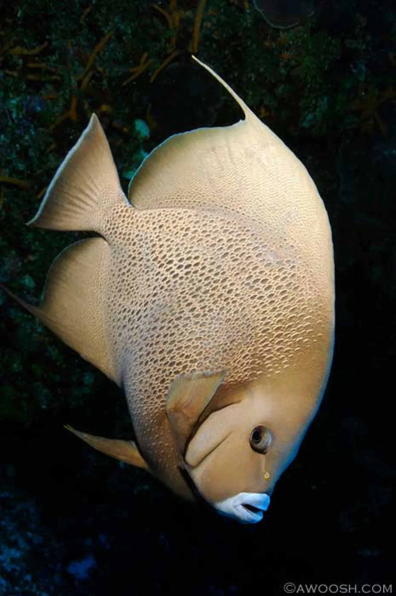 Diving with Cozumel's Most Fascinating Underwater Creatures | Scuba Diving