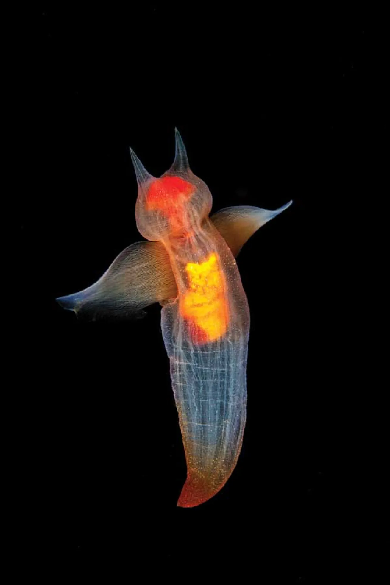 LOOK: Sea Angel in Russia's White Sea | Scuba Diving