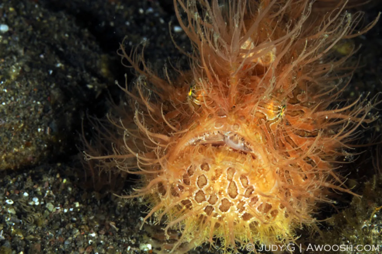 Photo Gallery: Where in the World is Wallace? | Scuba Diving