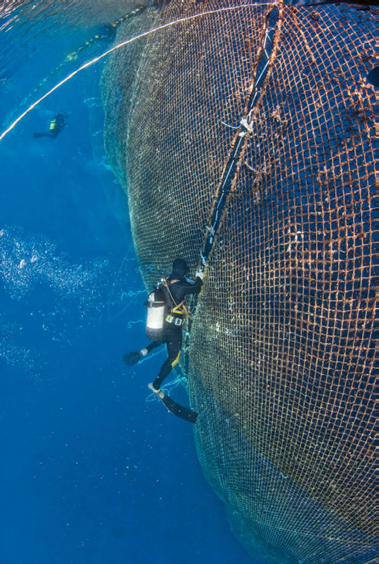 Bringing in the Bluefin Tuna | Scuba Diving