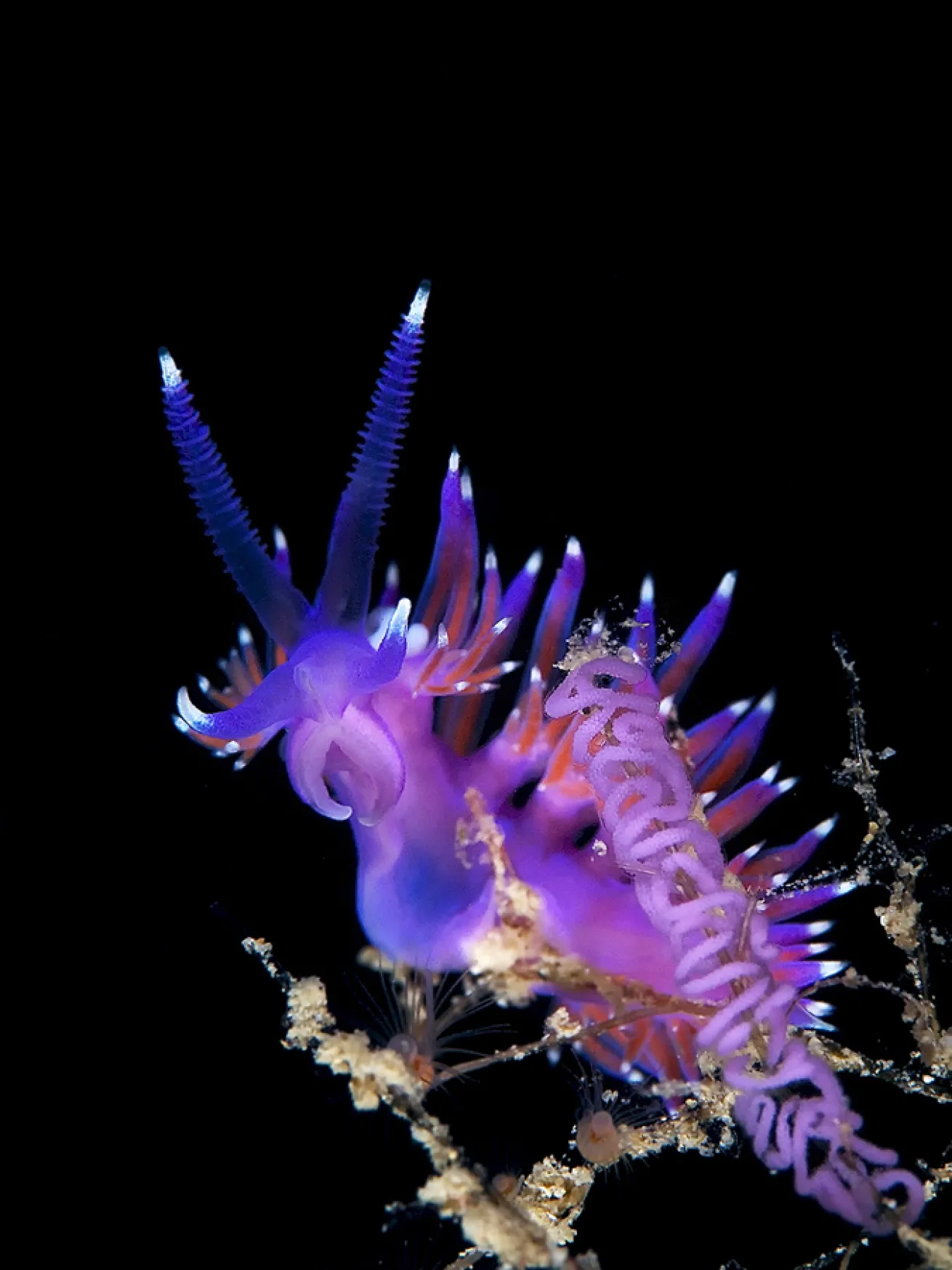 2014 Photo Contest: 20 Amazing Nudibranch Pictures | Scuba Diving