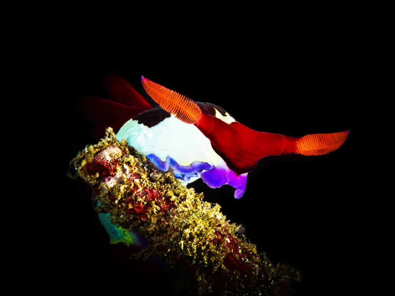 2014 Photo Contest: 20 Amazing Nudibranch Pictures | Scuba Diving