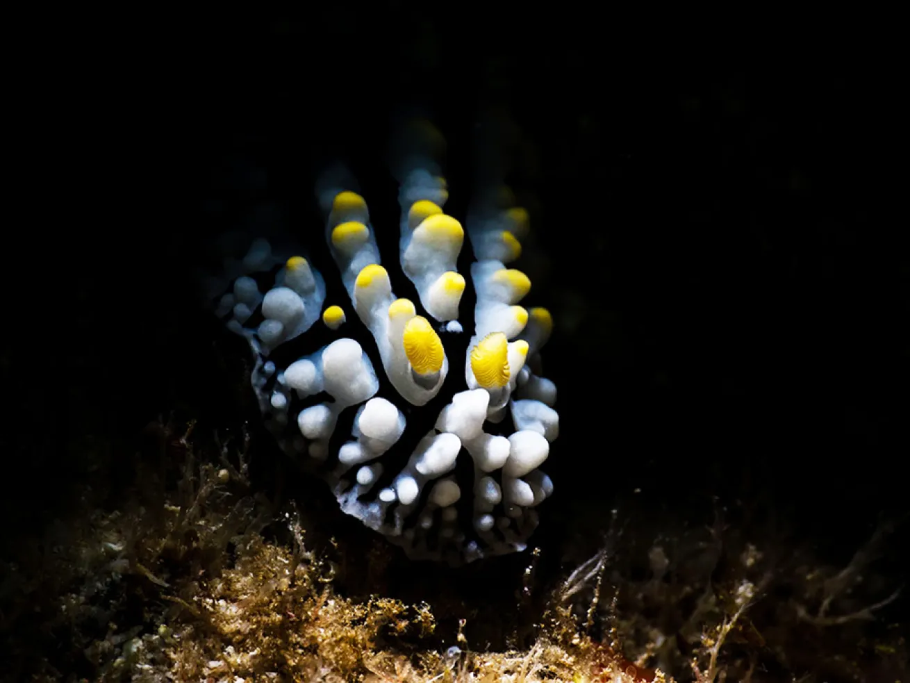 2014 Photo Contest: 20 Amazing Nudibranch Pictures | Scuba Diving
