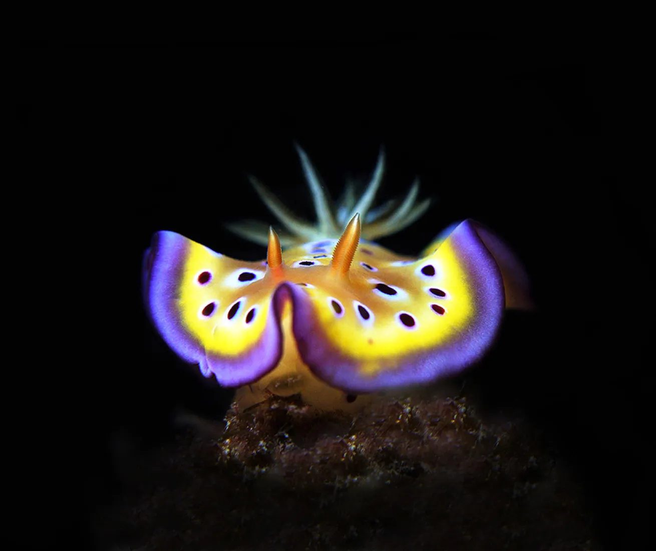 2014 Photo Contest: 20 Amazing Nudibranch Pictures | Scuba Diving