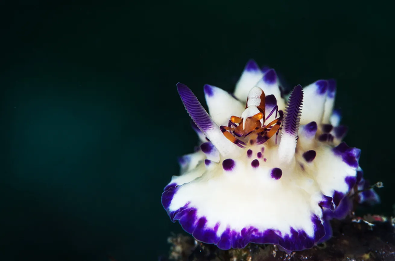 2014 Photo Contest: 20 Amazing Nudibranch Pictures | Scuba Diving