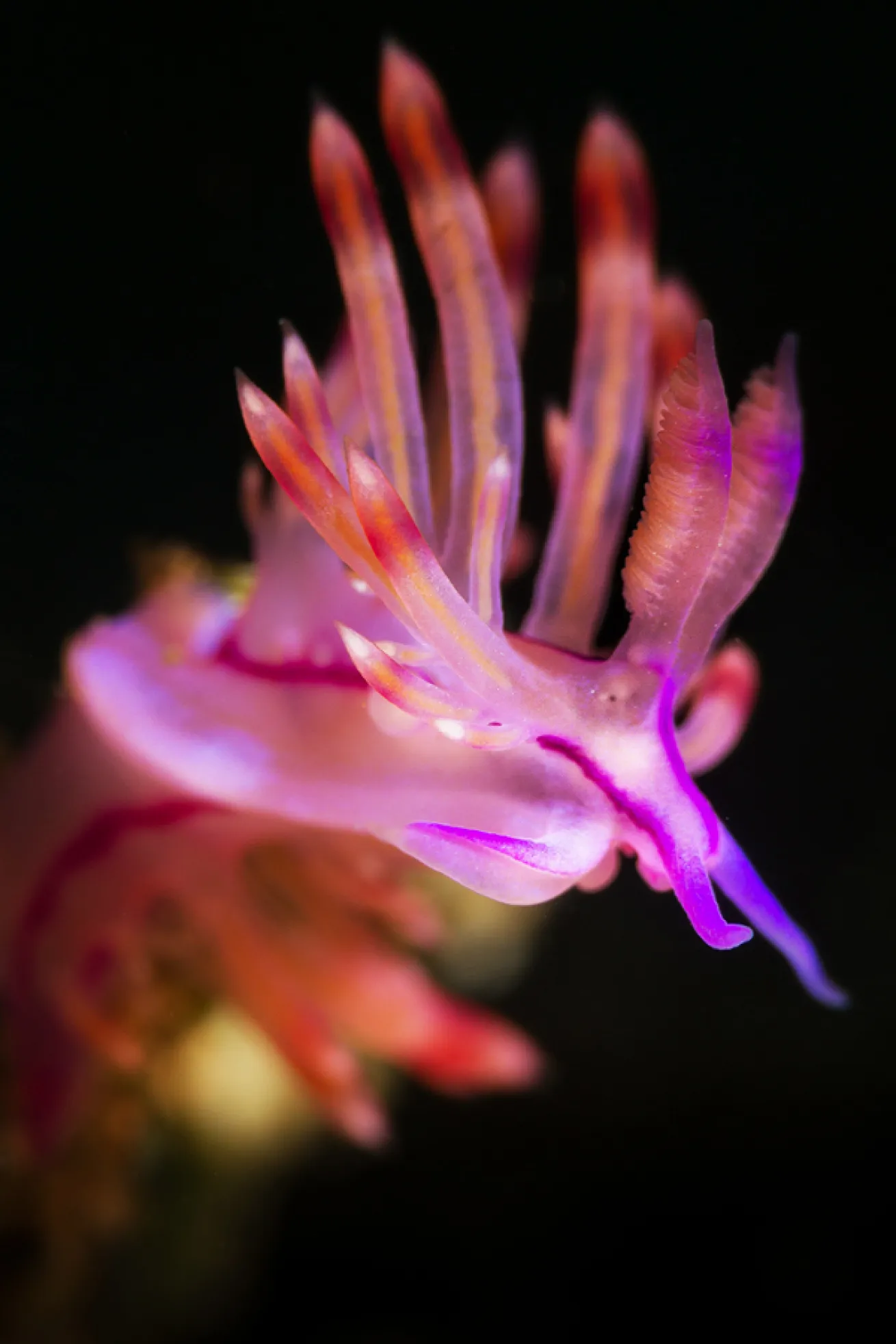 2014 Photo Contest: 20 Amazing Nudibranch Pictures | Scuba Diving