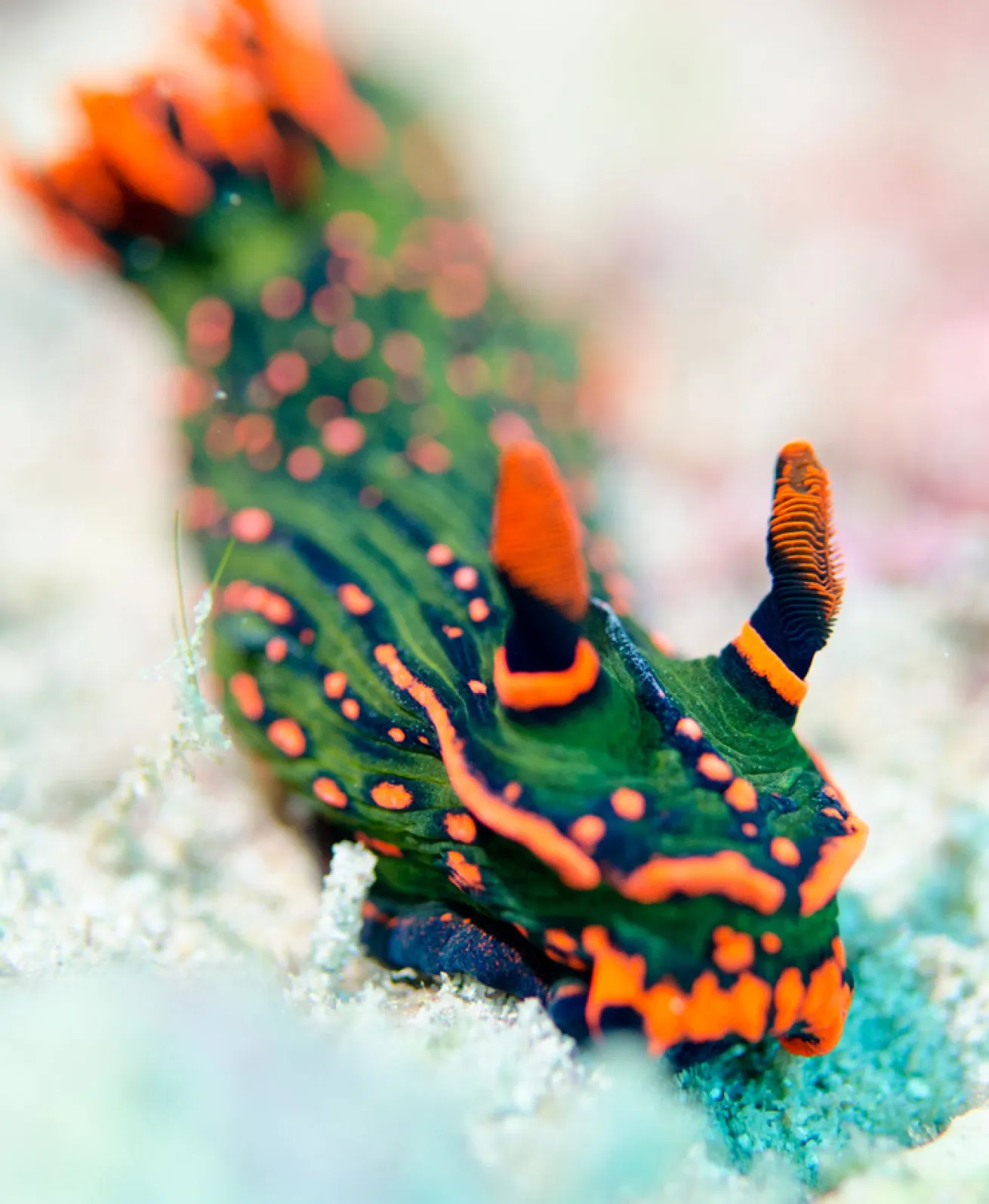 2014 Photo Contest: 20 Amazing Nudibranch Pictures | Scuba Diving
