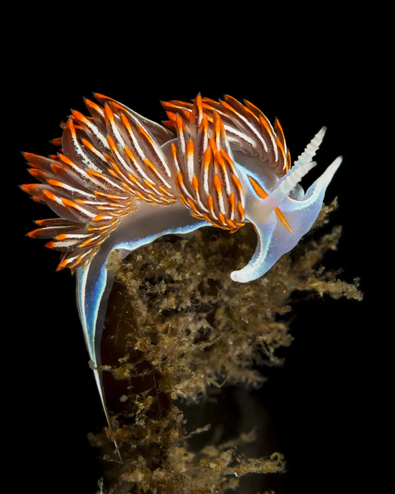 2014 Photo Contest: 20 Amazing Nudibranch Pictures | Scuba Diving
