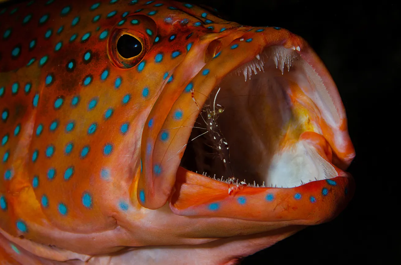 Spotted: 23 Speckled Critters from the 2014 Photo Contest | Scuba Diving