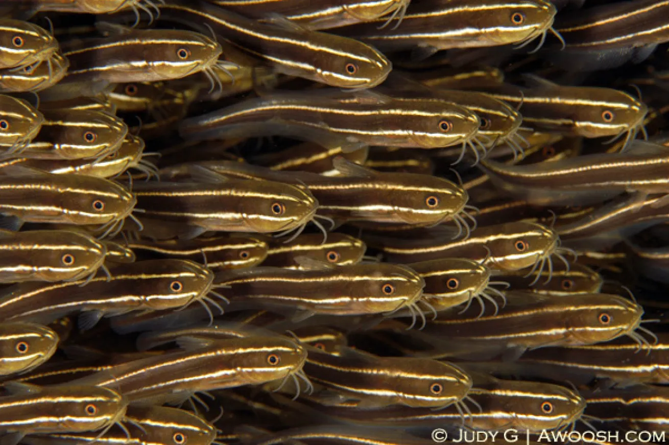 School Daze: Amazing Underwater Photos of Schooling Fish | Scuba Diving