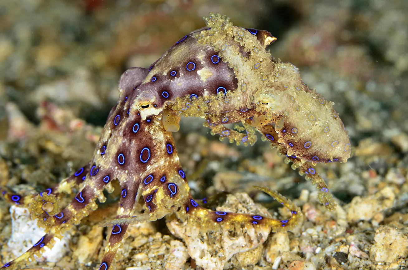 Stellar Squid and Octopus Photos from the 2014 Photo Competition ...