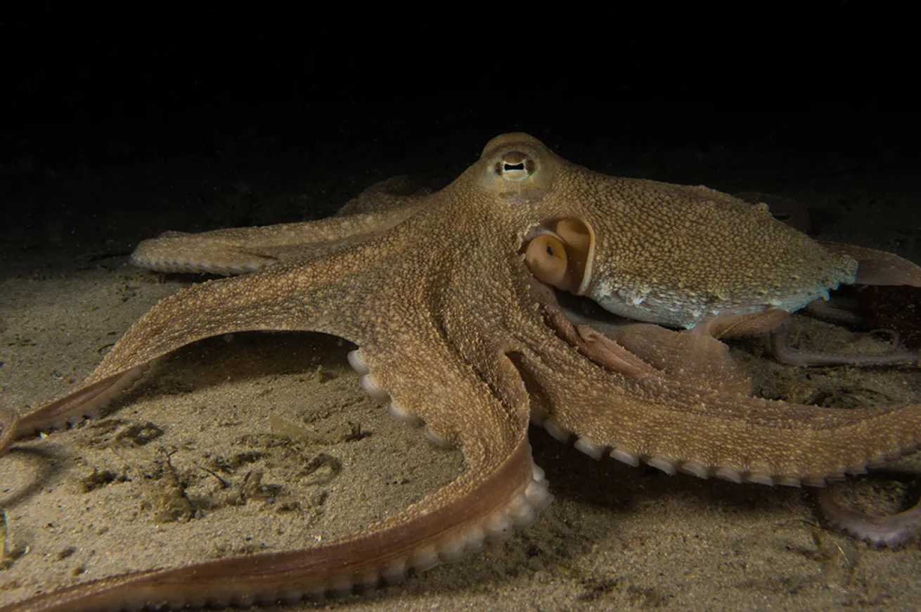 Stellar Squid and Octopus Photos from the 2014 Photo Competition ...