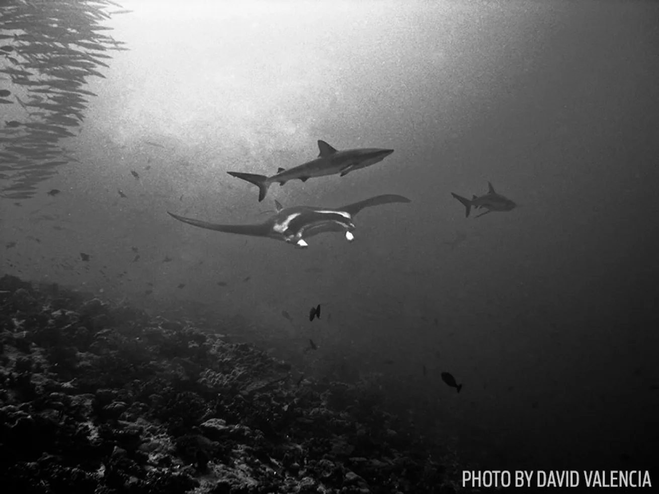 Photo Contest 2014: Black and White Underwater Photography | Scuba Diving