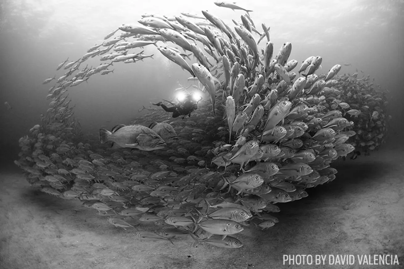 Photo Contest 2014: Black and White Underwater Photography | Scuba Diving