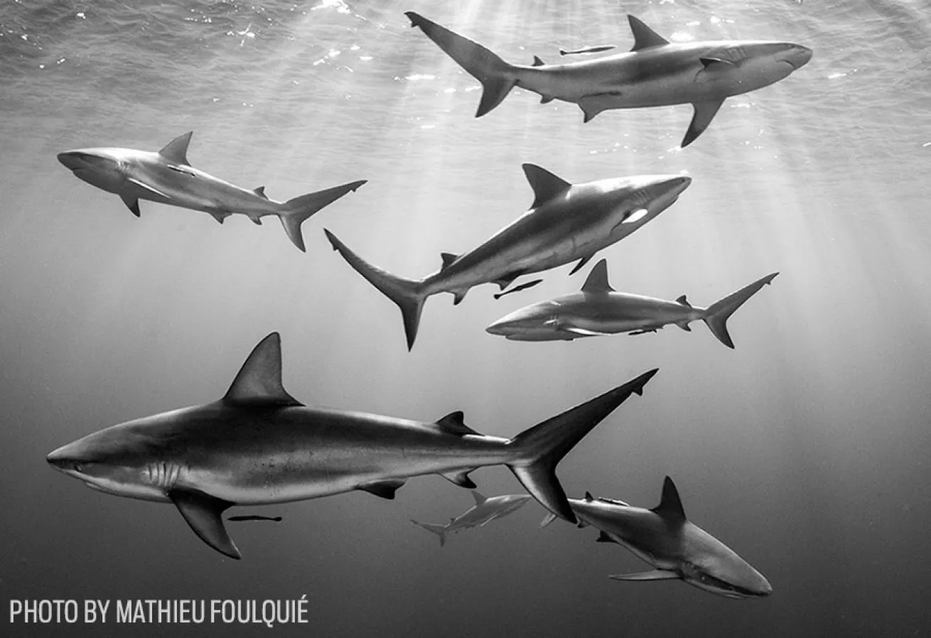 Photo Contest 2014: Black and White Underwater Photography | Scuba Diving