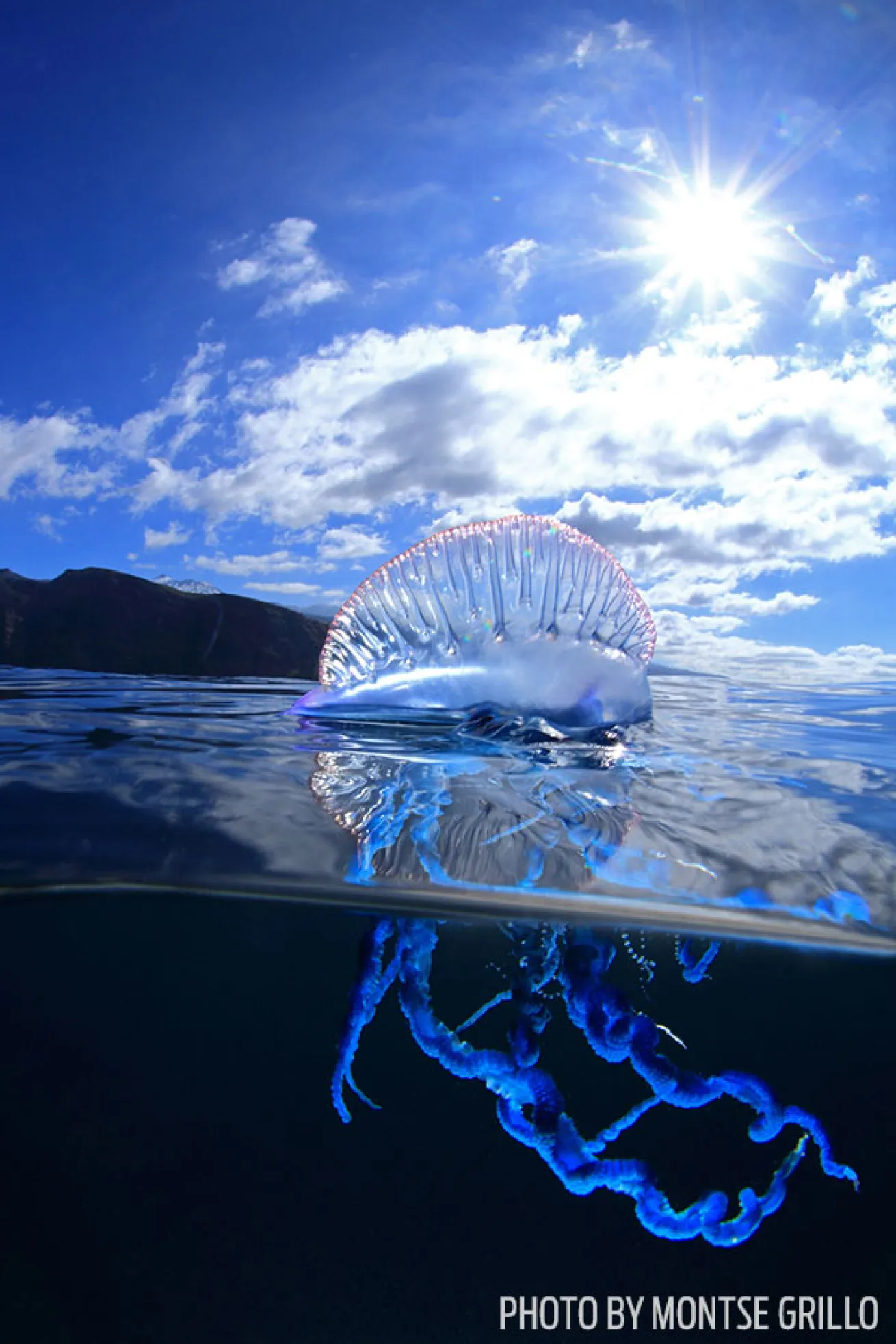 Photo Contest 2014: 20 Jellyfish and 1 Portuguese Man o' War | Scuba Diving