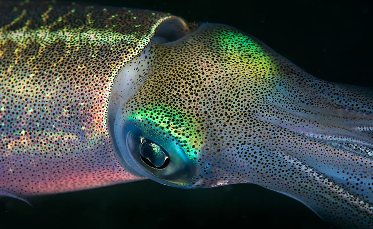 Stellar Squid and Octopus Photos from the 2014 Photo Competition ...