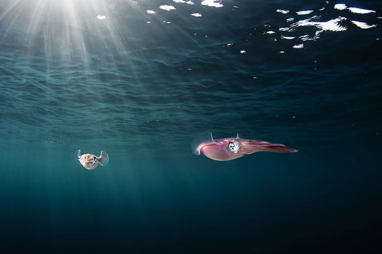 Stellar Squid and Octopus Photos from the 2014 Photo Competition ...