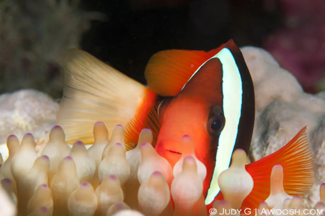 We Are Family: Anemonefish Photo Gallery | Scuba Diving