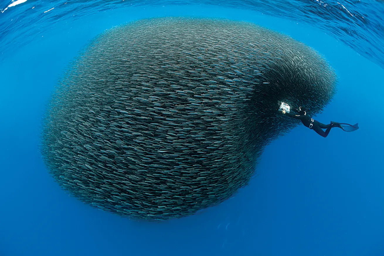 Best of 2014: Our Most Amazing Underwater Photos | Scuba Diving