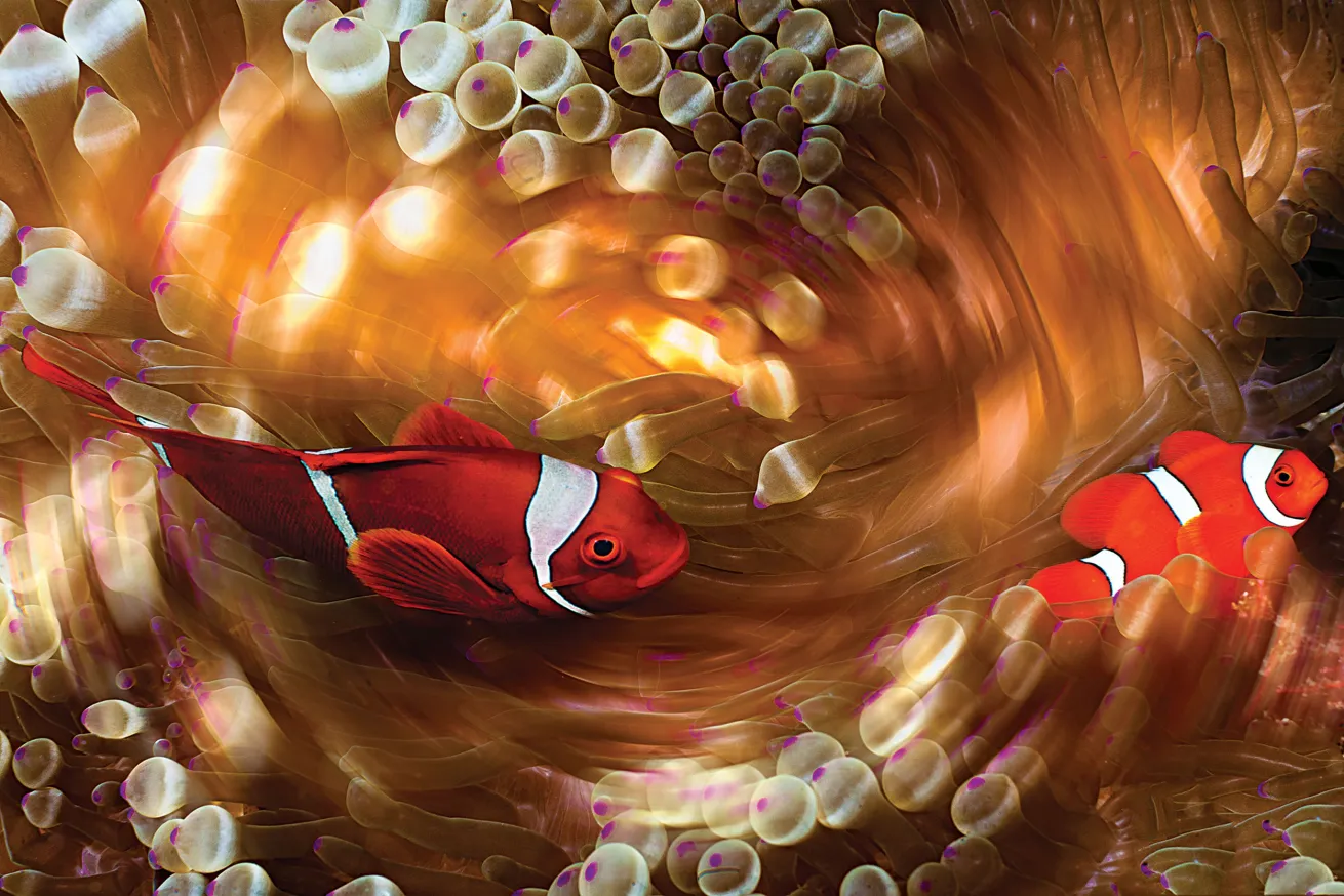 Top 100 2015: Best Underwater Photography | Scuba Diving