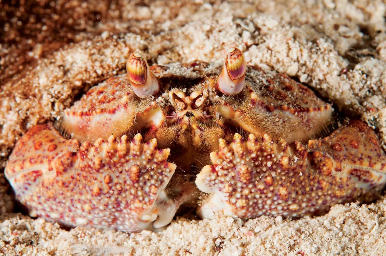 Top 100 2015: Best Macro Diving | Scuba Diving