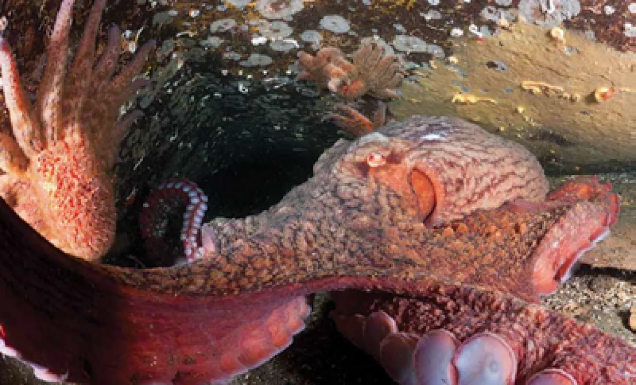 Scuba Diving Seattle: Puget Sound | Scuba Diving