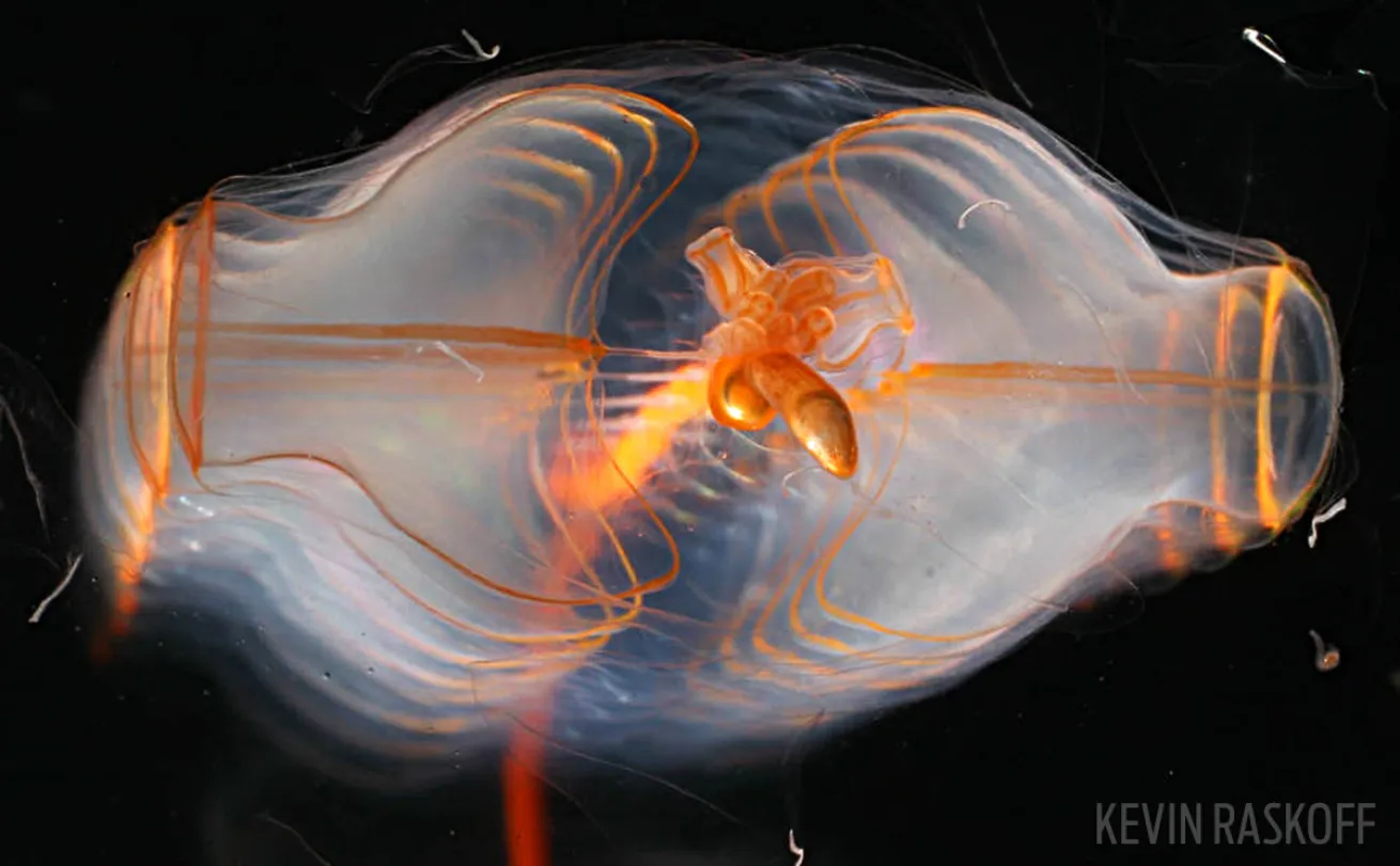 What Do Fluorescent Night Diving and Underwater Vehicles Have In Common ...