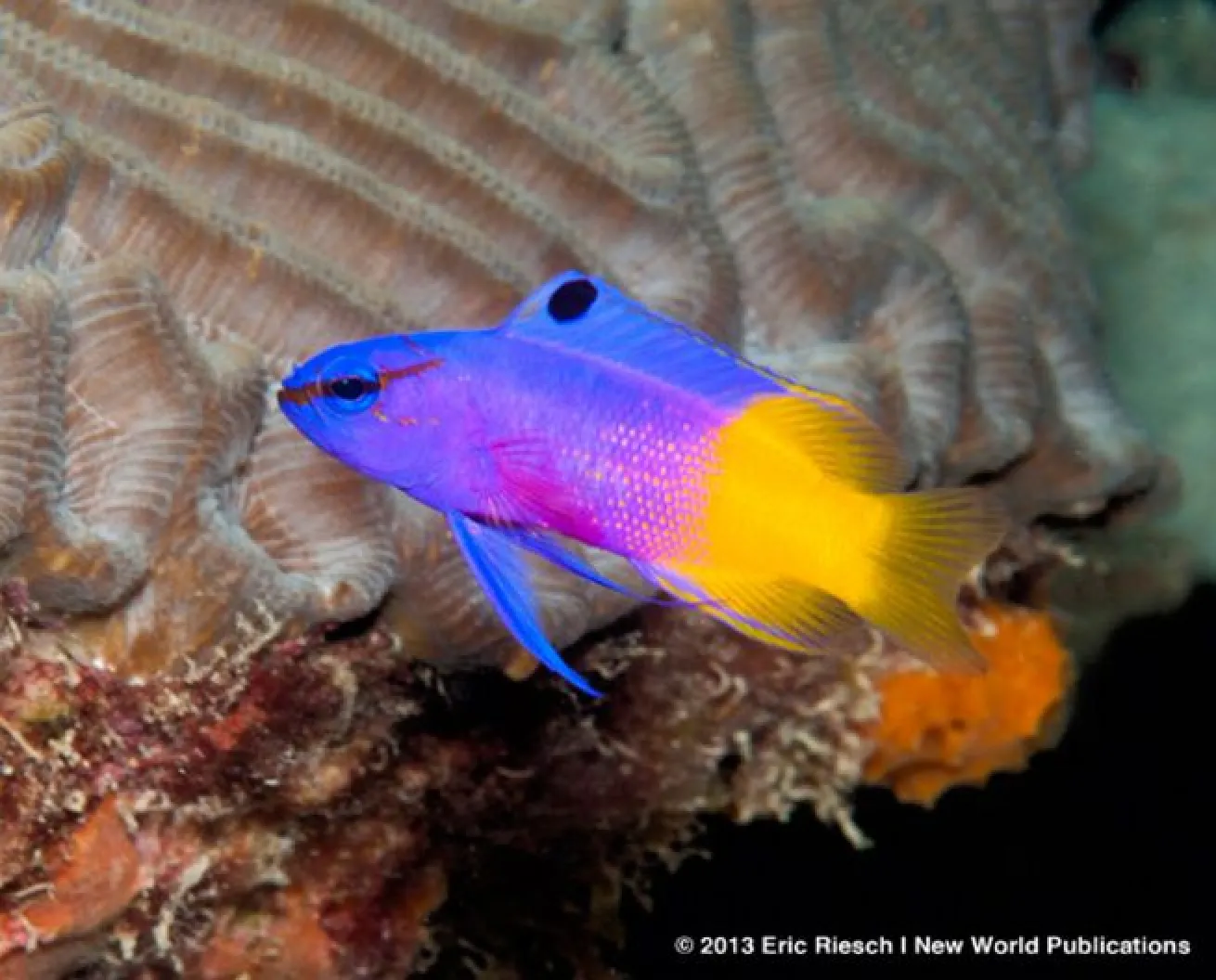 50 Best Small Fish and Marine Animals in the Ocean | Scuba Diving
