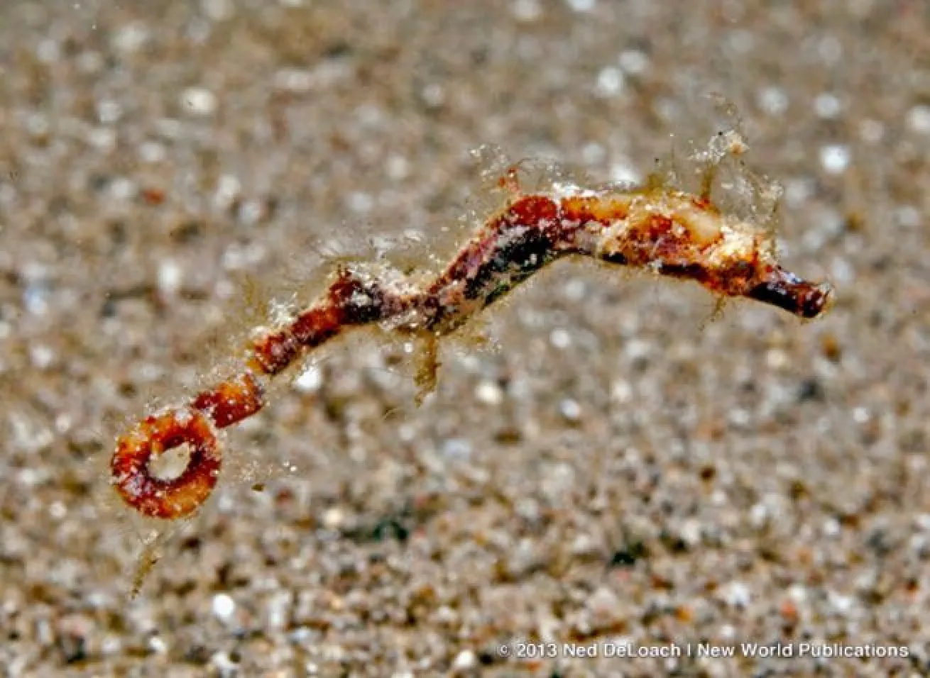 50 Best Small Fish and Marine Animals in the Ocean | Scuba Diving