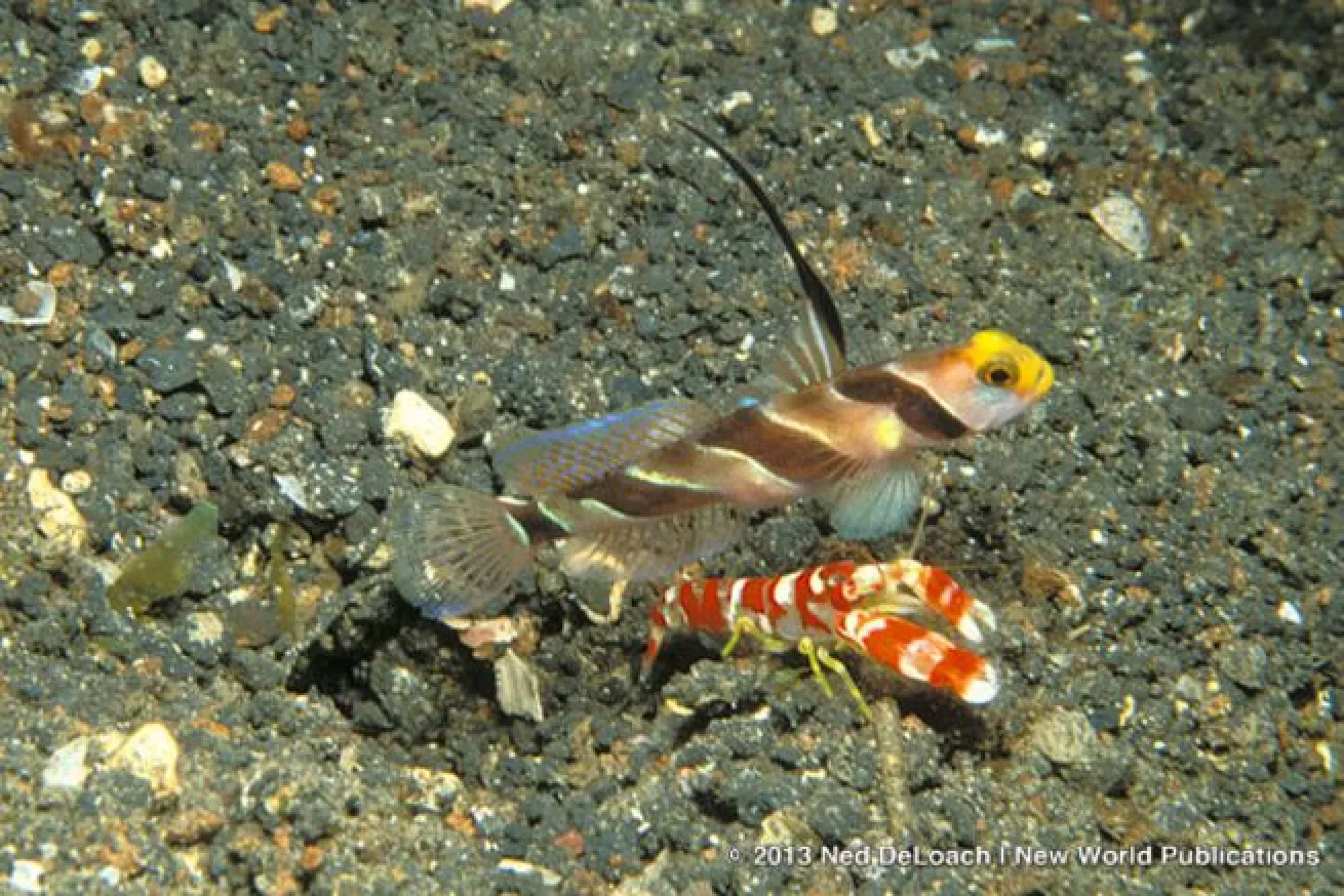 50 Best Small Fish and Marine Animals in the Ocean | Scuba Diving