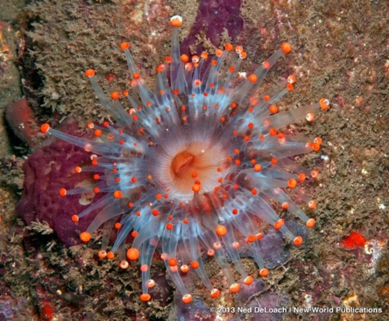 50 Best Small Fish and Marine Animals in the Ocean | Scuba Diving