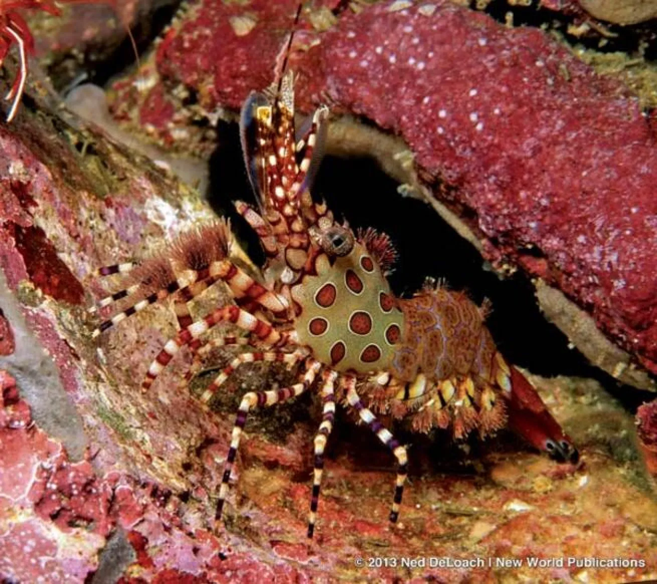 50 Best Small Fish and Marine Animals in the Ocean | Scuba Diving