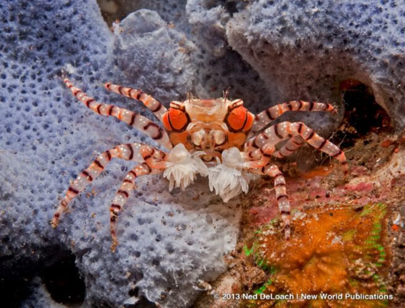 50 Best Small Fish and Marine Animals in the Ocean | Scuba Diving