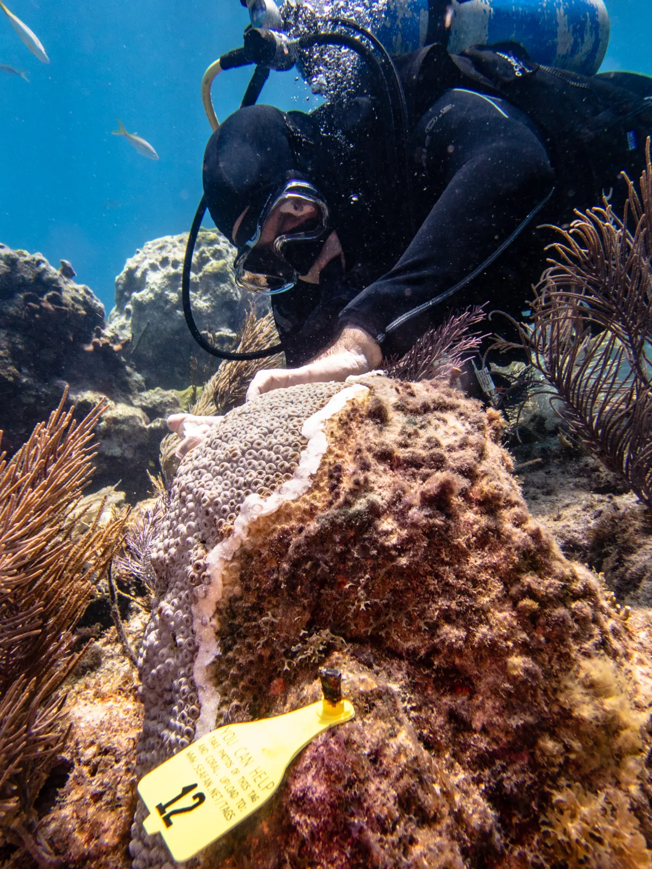 Treating a Coral Crisis | Scuba Diving