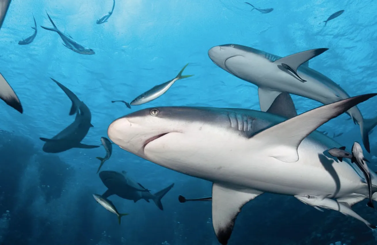 Historic Shark Decisions Made at CITES!!! | Scuba Diving