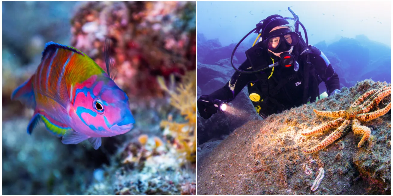 Scuba Diving Guide: Madeira Islands, Portugal | Scuba Diving