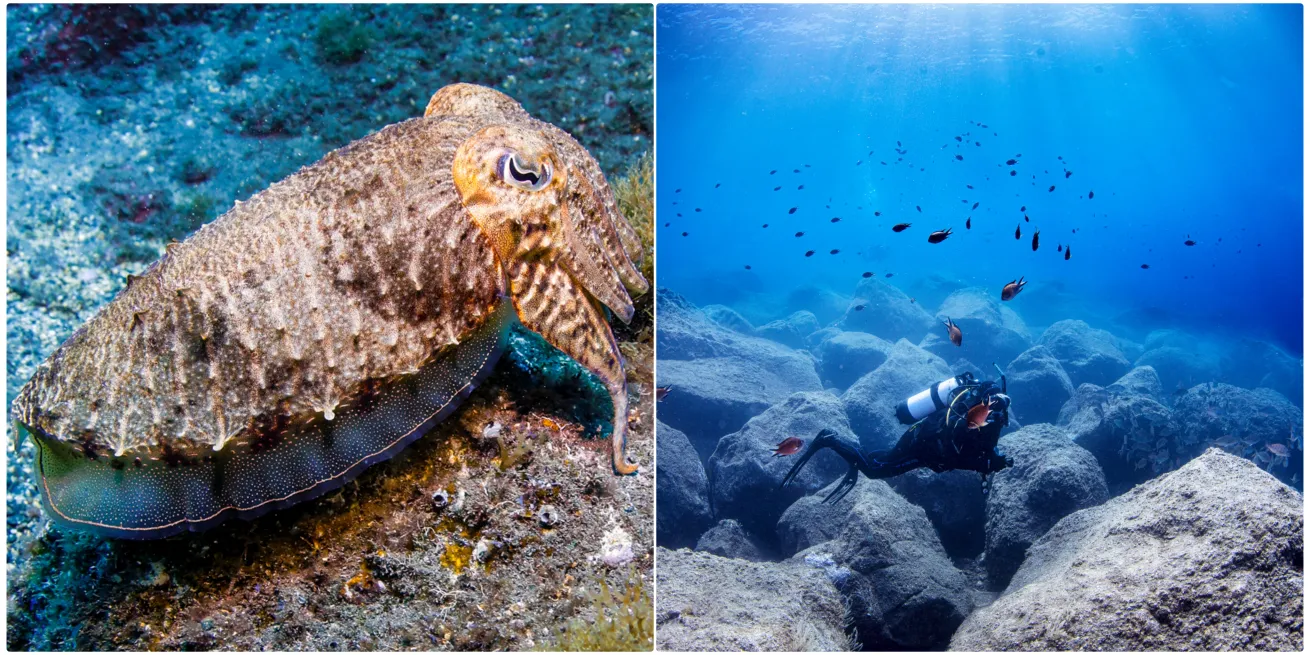 Scuba Diving Guide: Madeira Islands, Portugal | Scuba Diving