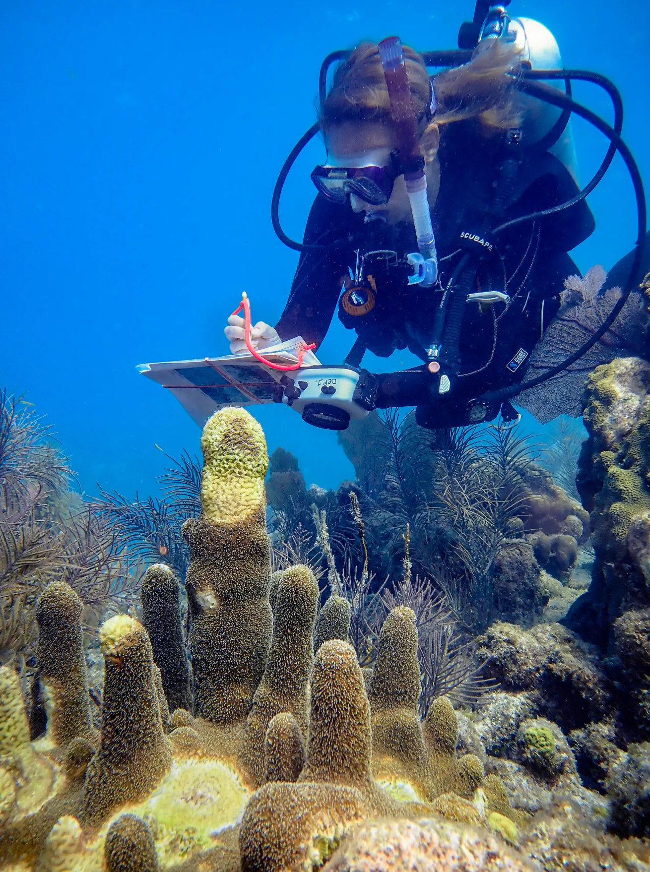 Treating a Coral Crisis | Scuba Diving