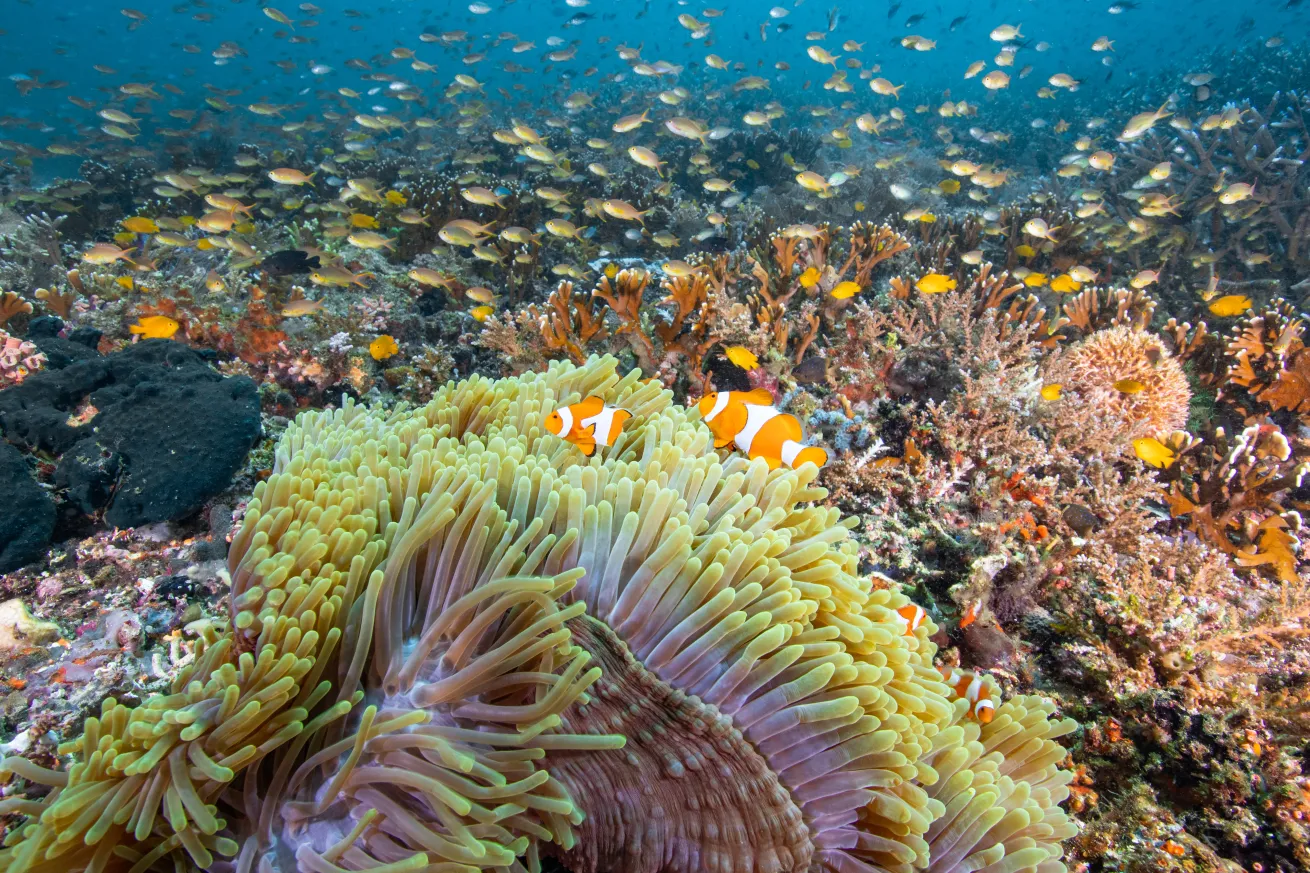 Discover the Reef & Rainforest Difference | Scuba Diving