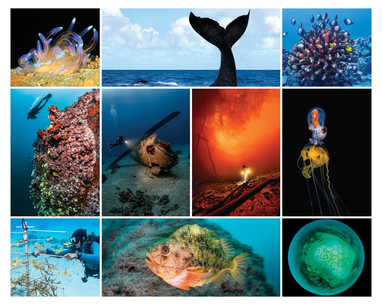 Dive Travel Guide: 38 Places to Dive in 2025 | Scuba Diving
