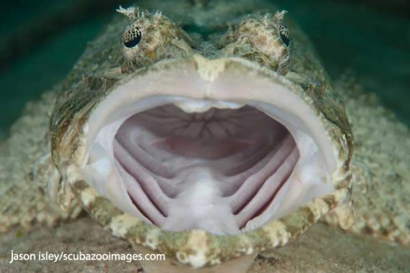 Photo Spotlight: Jason Isley | Scuba Diving