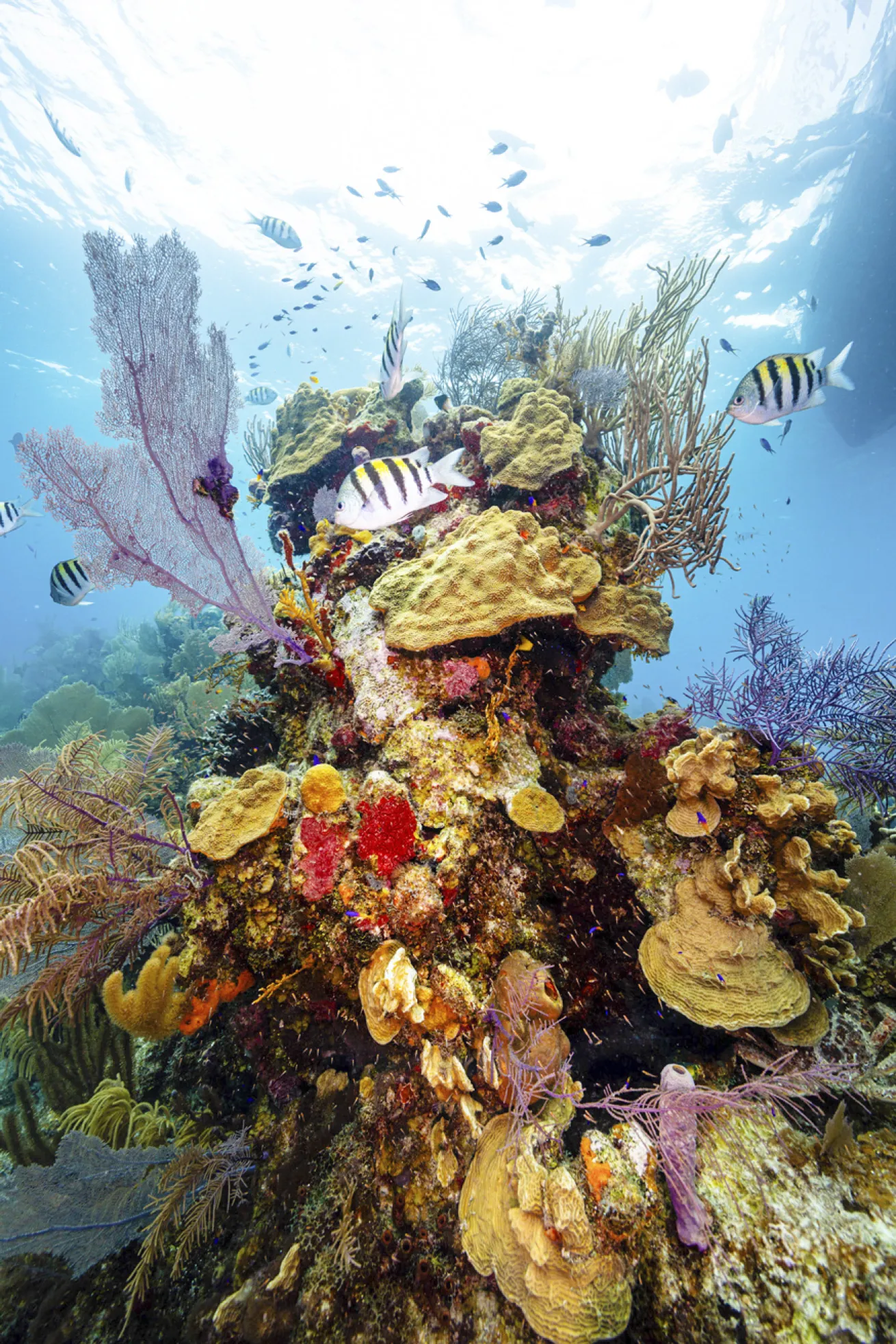 World's Best Scuba Diving Destinations | Scuba Diving