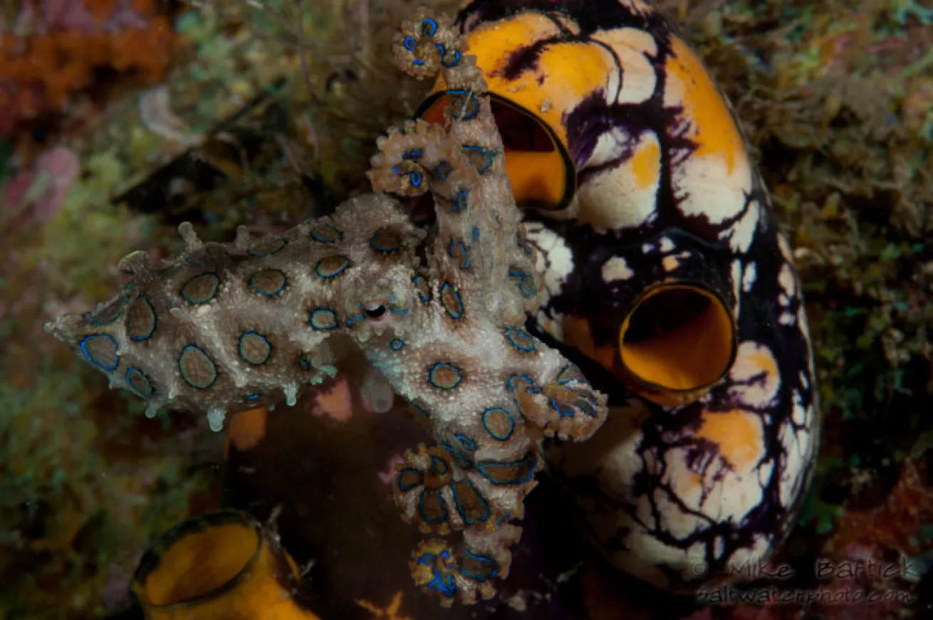 Sea Creatures: The Venomous Blue Ring Octopus | Scuba Diving