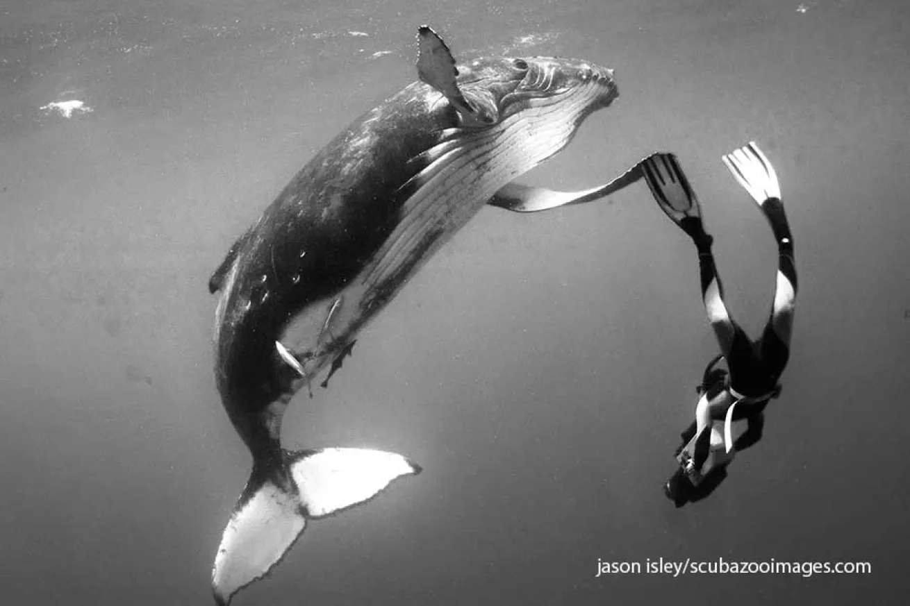 Photo Spotlight: Jason Isley | Scuba Diving