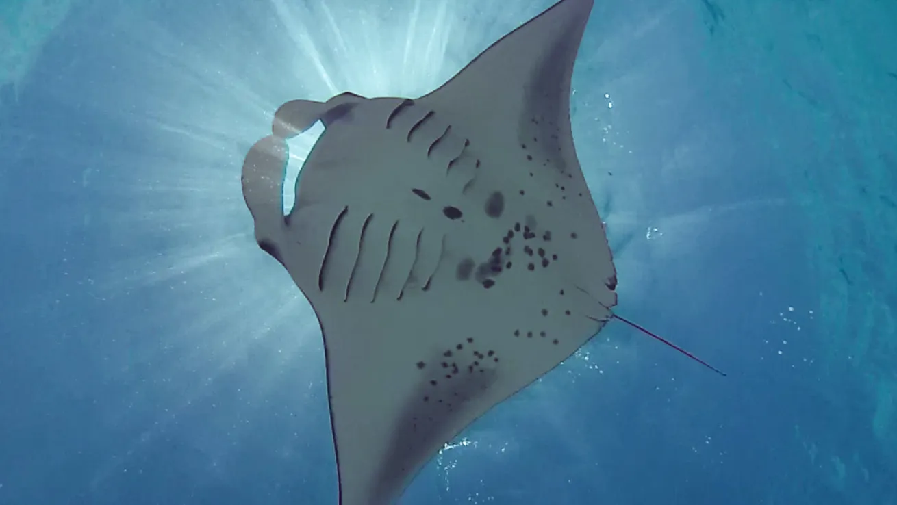 Overcoming Fear: From Scuba-Phobic to Manta Ray Expert | Scuba Diving