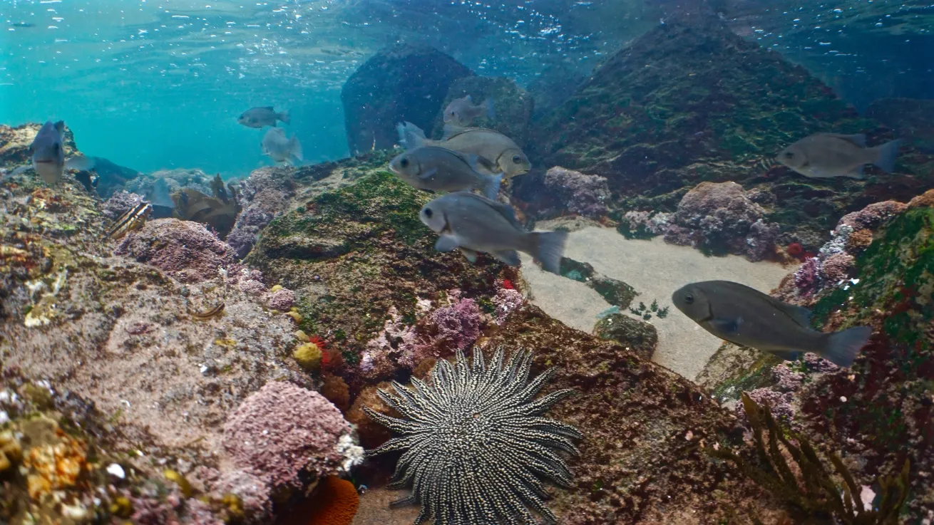 4 Best Scuba Diving Destinations in Peru | Scuba Diving
