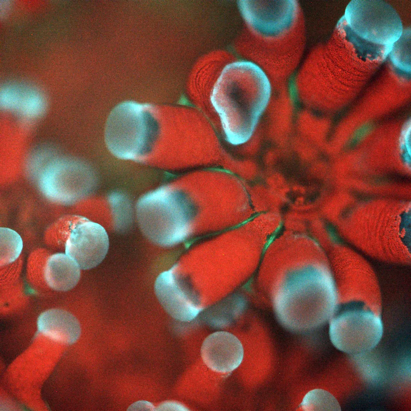 Diver-Operated Microscope Give Insight Into Coral Bleaching | Scuba Diving