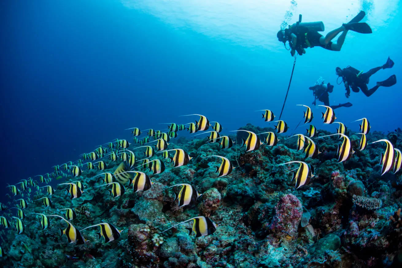 How to Dive Palau's Blue Corner | Scuba Diving